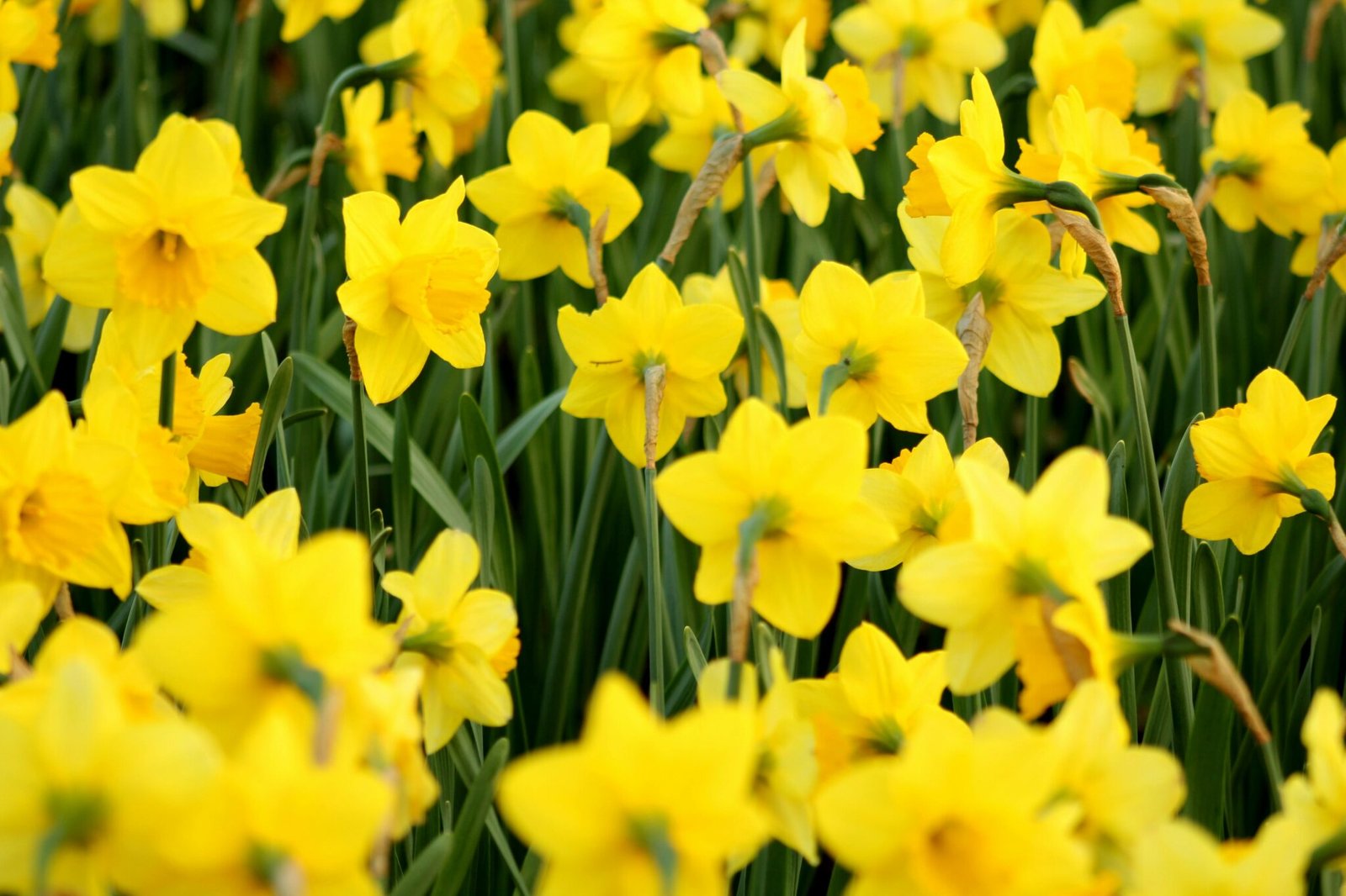 What is the national flower of Wales? - ALL IN WALES