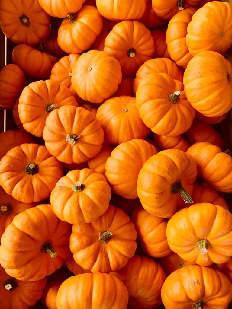 Pumpkin Patches (Pwmpen Patches) in Wales: Complete 2025 Guide - ALL IN ...
