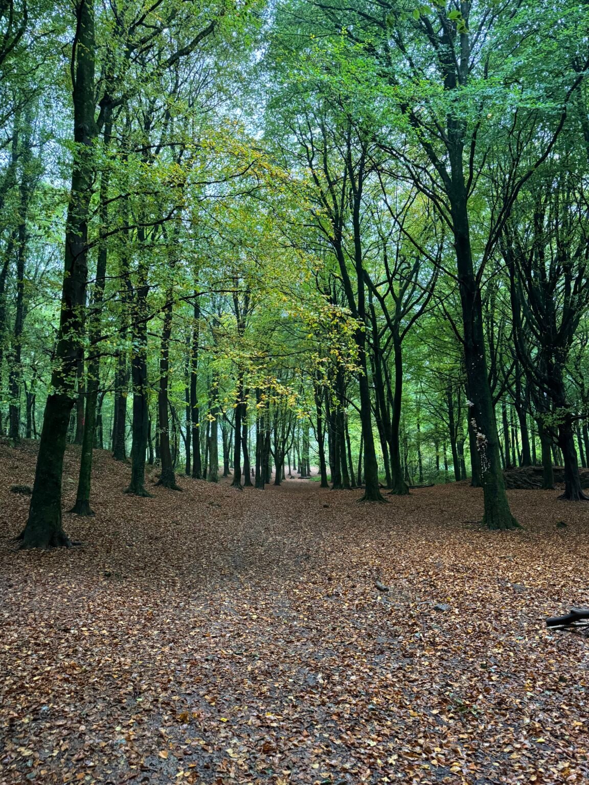 Hidden Ancient Forest Near Newport: Walk Through Time in Wentwood ...