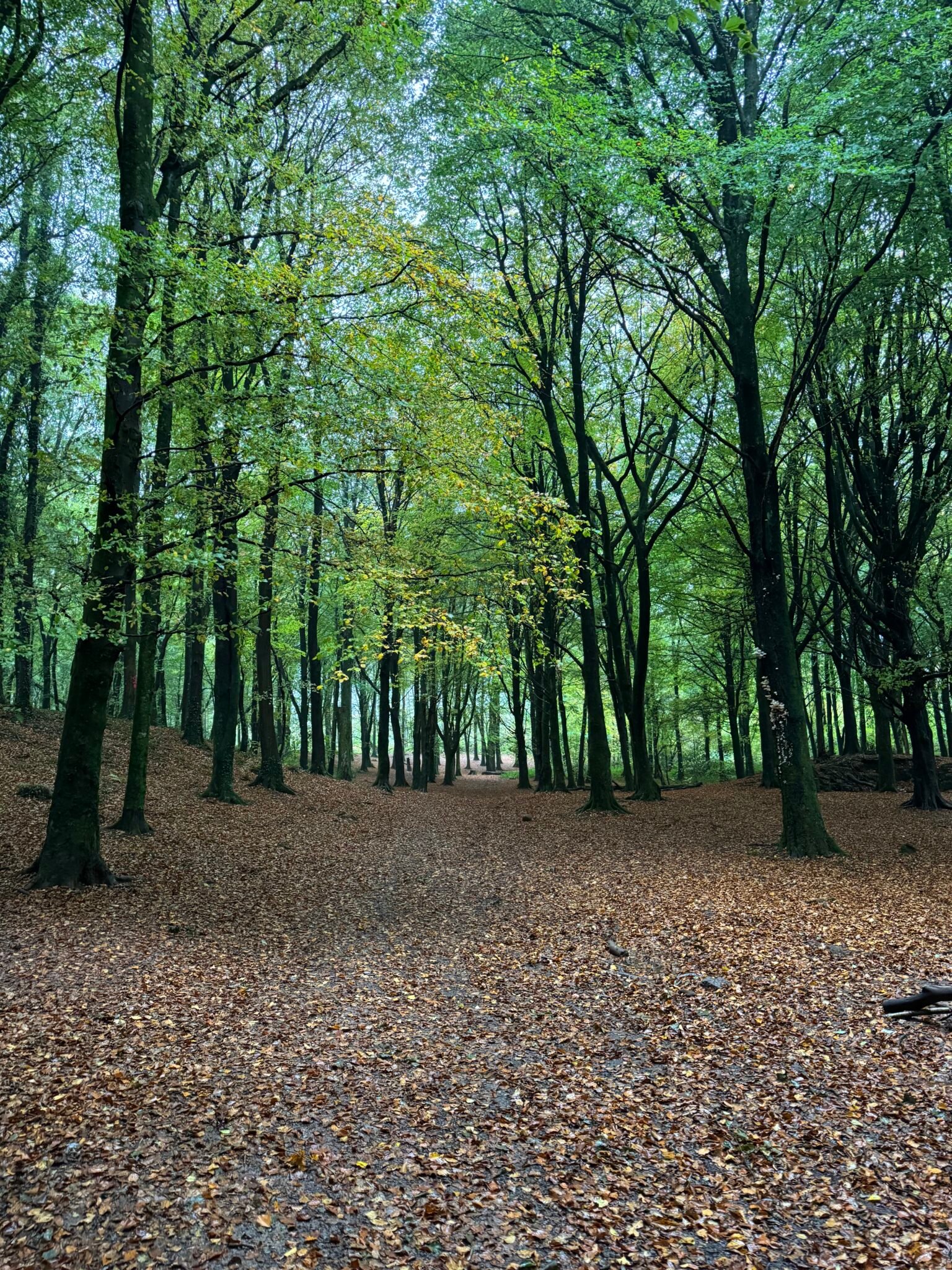 Hidden Ancient Forest Near Newport: Walk Through Time in Wentwood ...