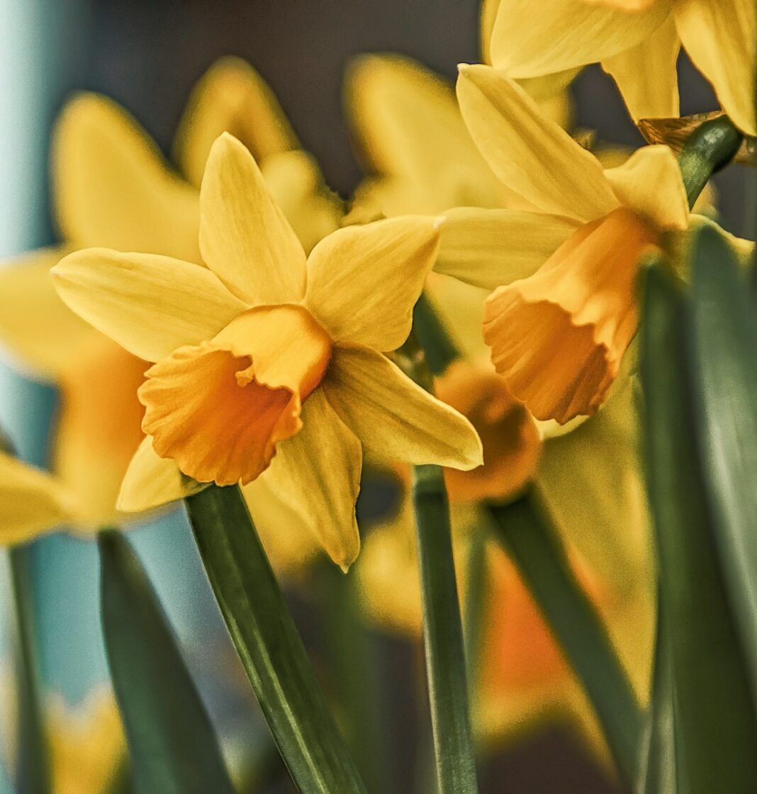 What is the national flower of Wales? - ALL IN WALES