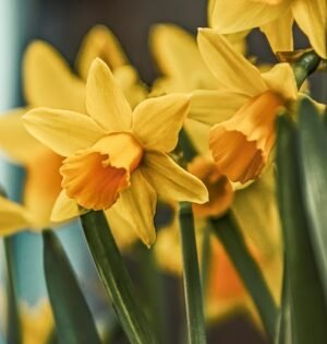 What is the national flower of Wales? - ALL IN WALES