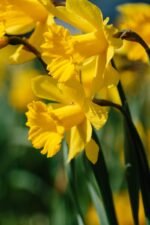 What is the national flower of Wales? - ALL IN WALES