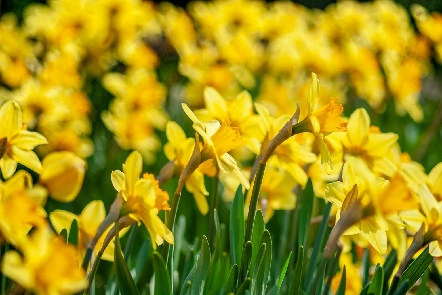The Leek and the Daffodil: The Full Story of Wales’s Two Amazing ...